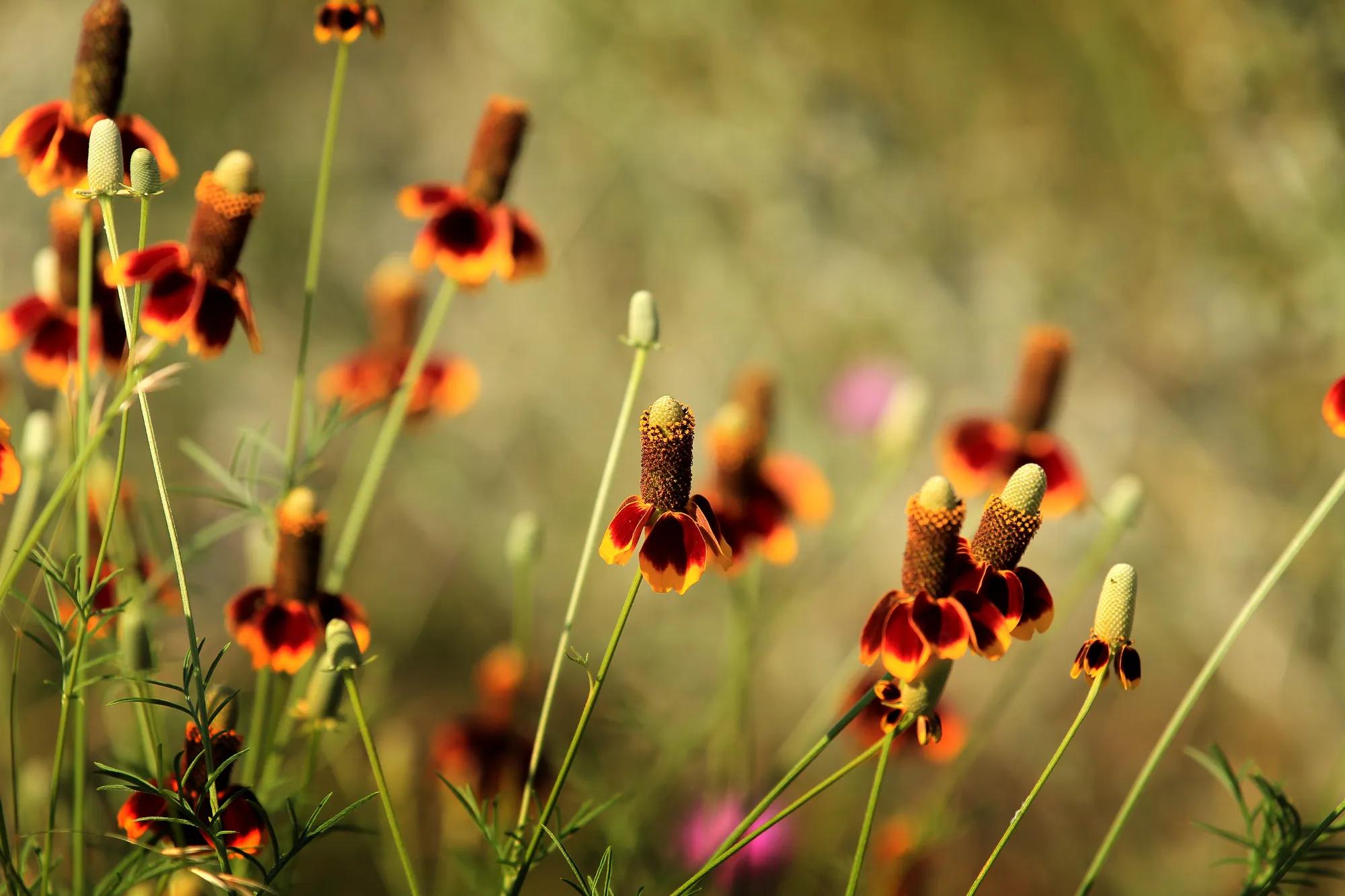 New Home for Sale | New Construction Homes Georgetown, Texas